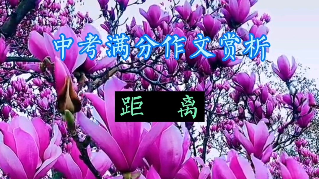 中考满分作文赏析31——距离