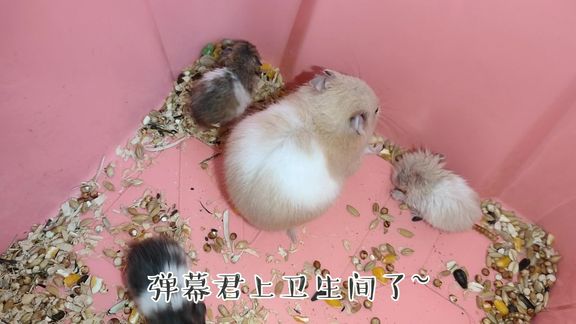 仓鼠妈妈护食,连自己孩子都不给,孩子追了妈妈跑太画面太逗比了