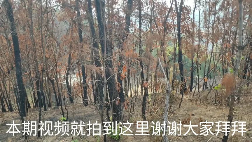 森林火灾后患无穷,遵守用火安全违者必究,有不同看法请私信