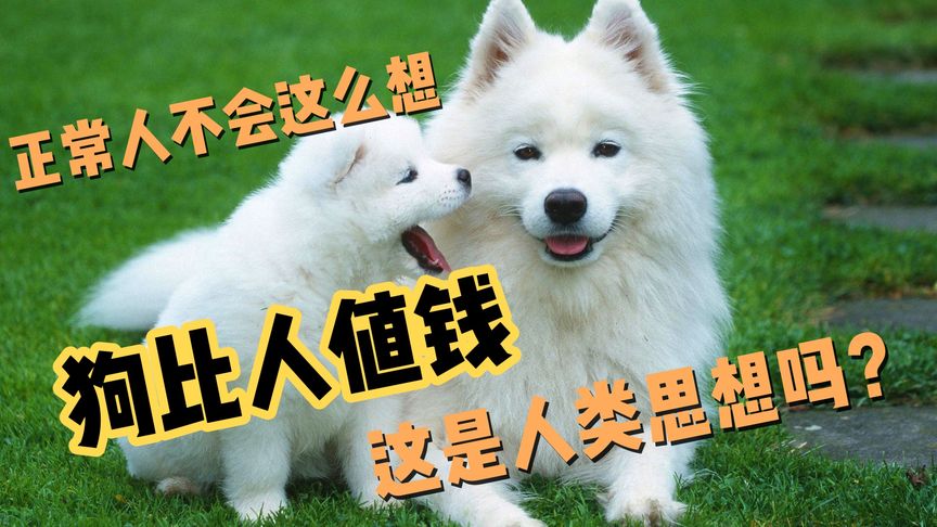 安徽蚌埠女子称“狗比人值钱”激怒众人,对此你怎么看?