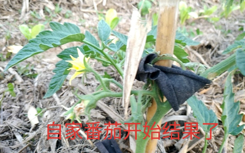 庭院番茄开花结果了,种植就是这么简单