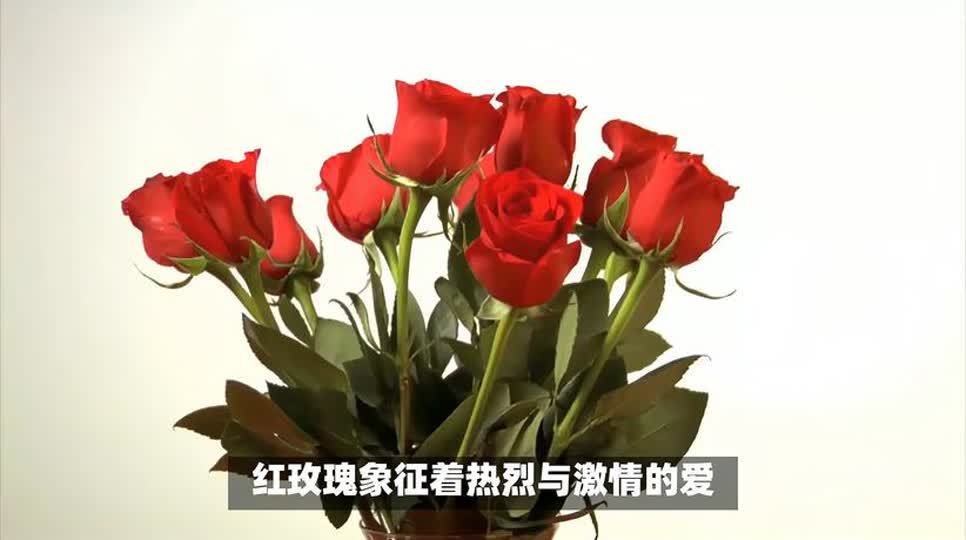 玫瑰花枝插播:活力生长的秘密揭示