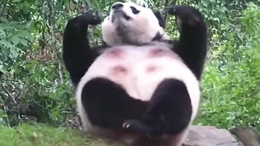 这视频有毒!熊猫花式挠痒,挠到停不下来,太逗了哈哈
