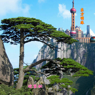 大浪淘沙am 