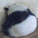 巴拉_wx1850 