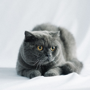 系猫猫鸭 