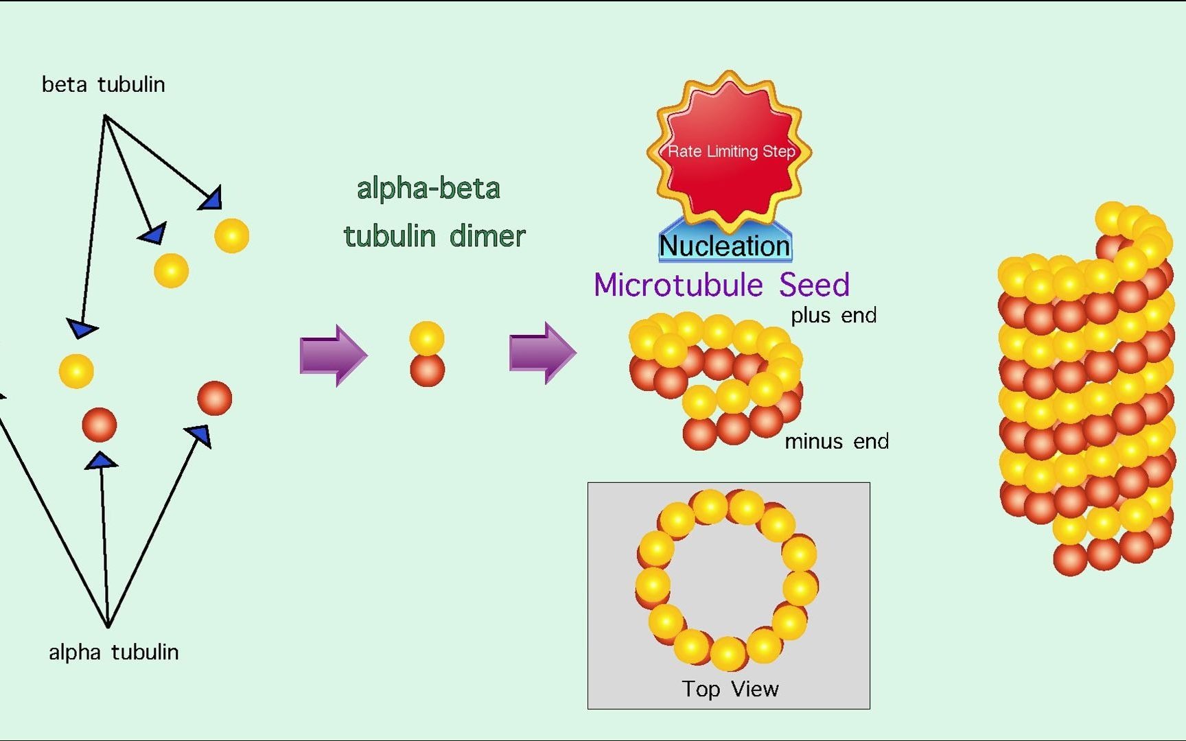 How microtubules are formed 微管如何形成