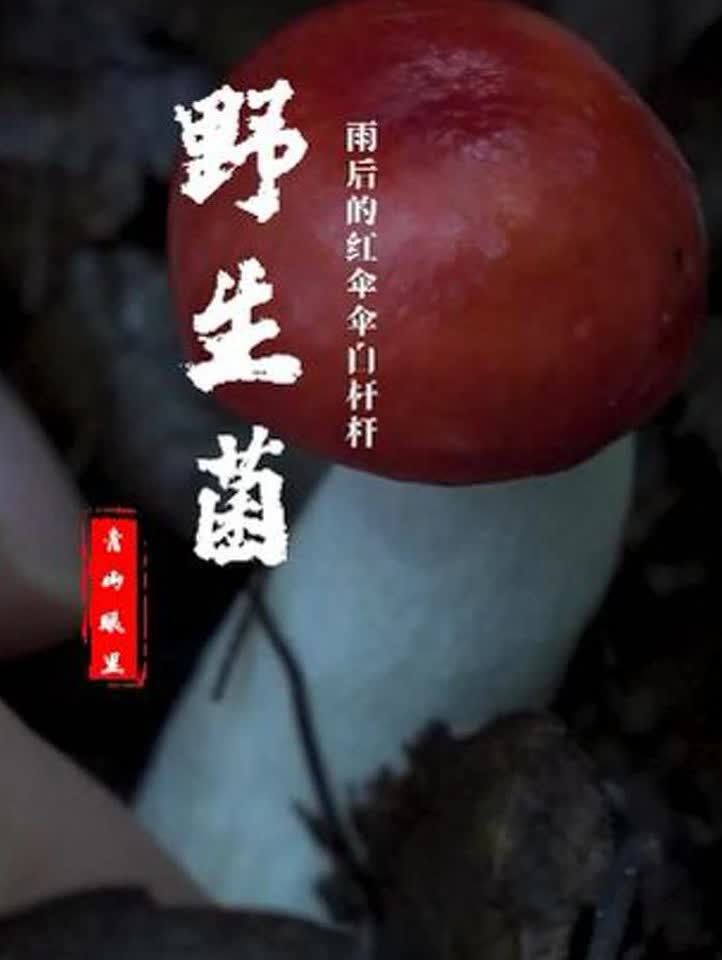 一场雨之后,山上的各种白伞伞红杆杆全冒出来了,可以看看各位采的...