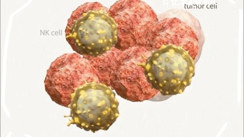 ...其中,自然杀伤细胞,也就是NK细胞,是免疫军团中的“特警部队”,是...