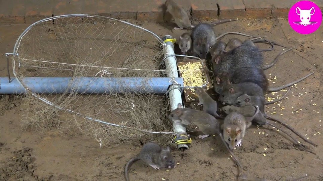 10个非常实用的自制捕鼠器盘点