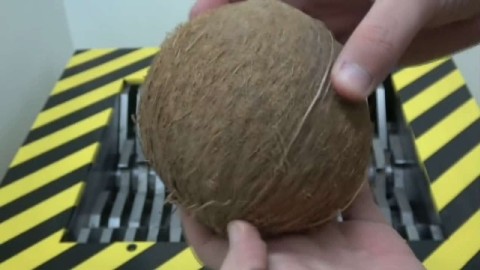 非常坚硬的椰子壳遇上破碎机,那也是不堪一击,破碎的声音很好听
