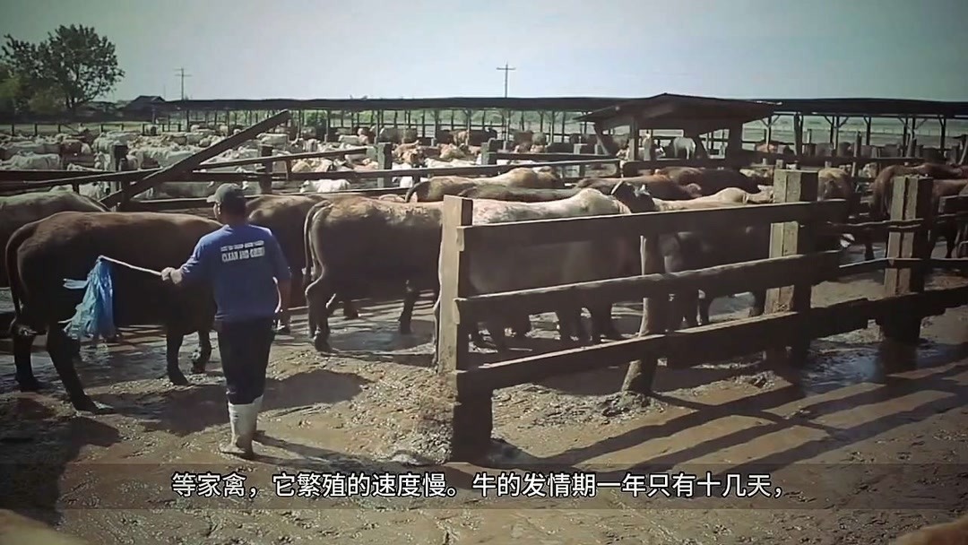 为什么牛肉价格这么高,产量却没有猪肉高?答案意想不到