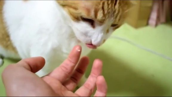 主人给猫咪吃奶油蛋糕,猫咪只吃奶油不吃蛋糕,真是枚资深小吃货