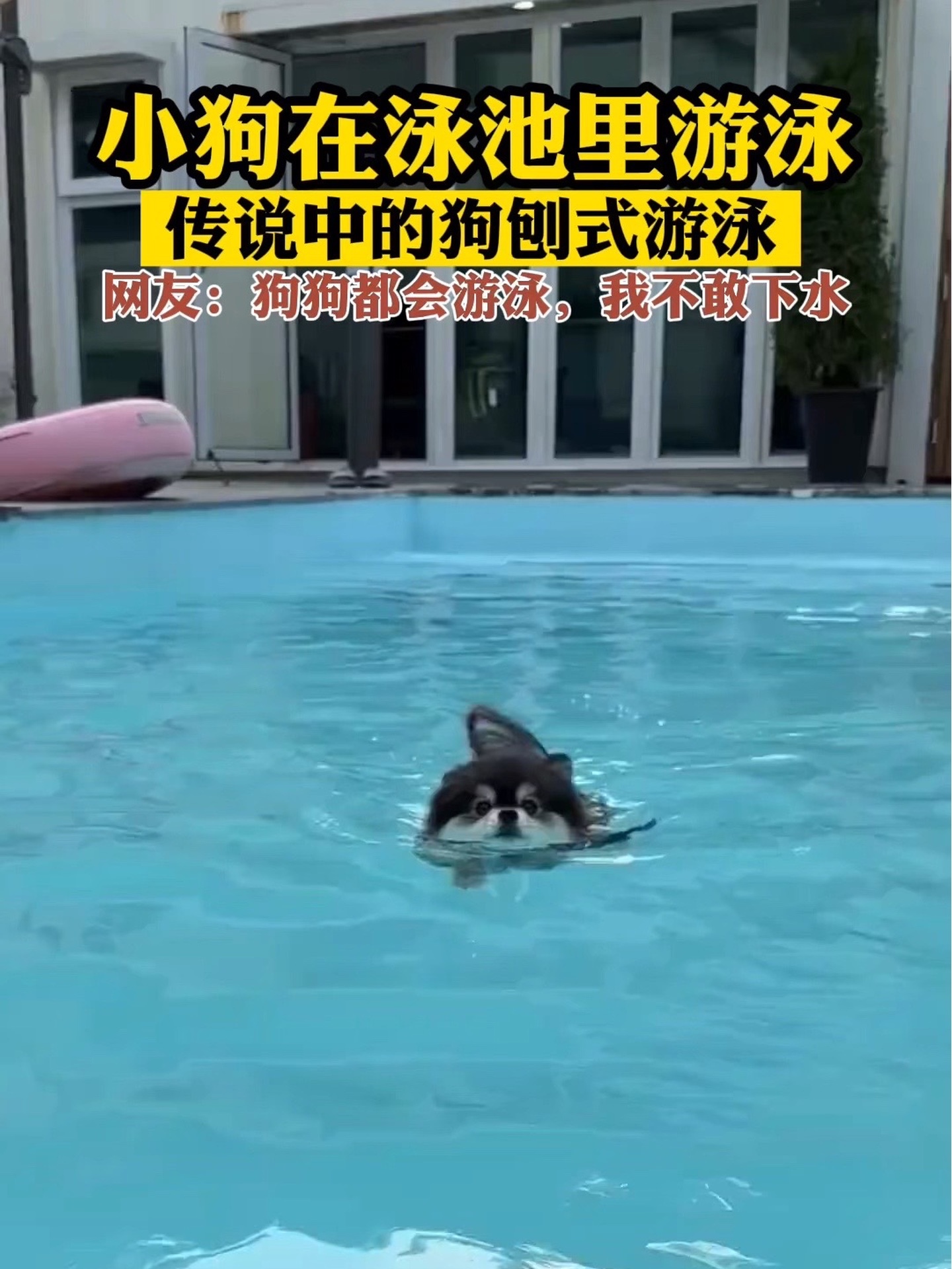 小狗狗在泳池里游泳