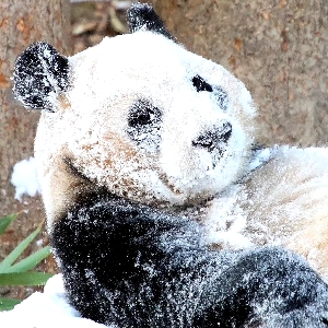 一眼望不到森森 