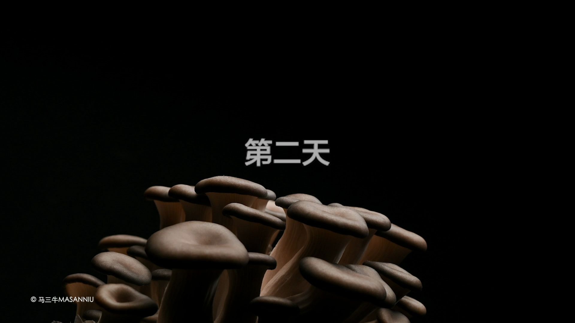 延时摄影记录下的平菇成长日记+平菇煎鸭腿～