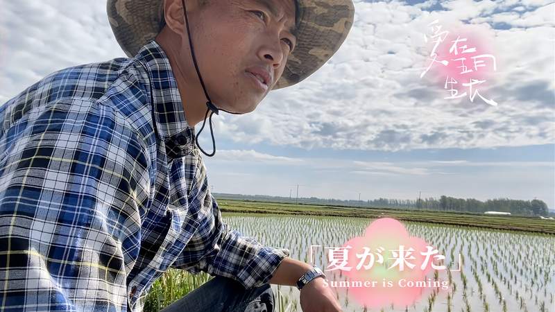 稻花香水稻的田间管理
