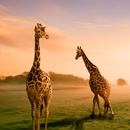 飞燕趣味简笔画 