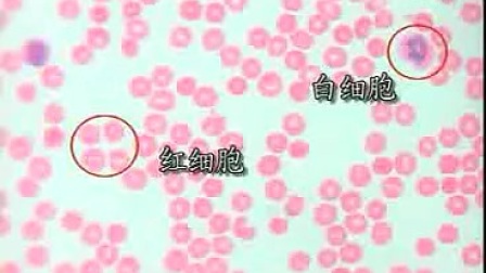 生物:24用显微镜观察人血永久玻片[1]_标清