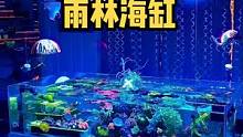 海缸玩成雨林缸的#养鱼日记 #玻璃缸中的大自然 #鱼缸里的大自然 #...