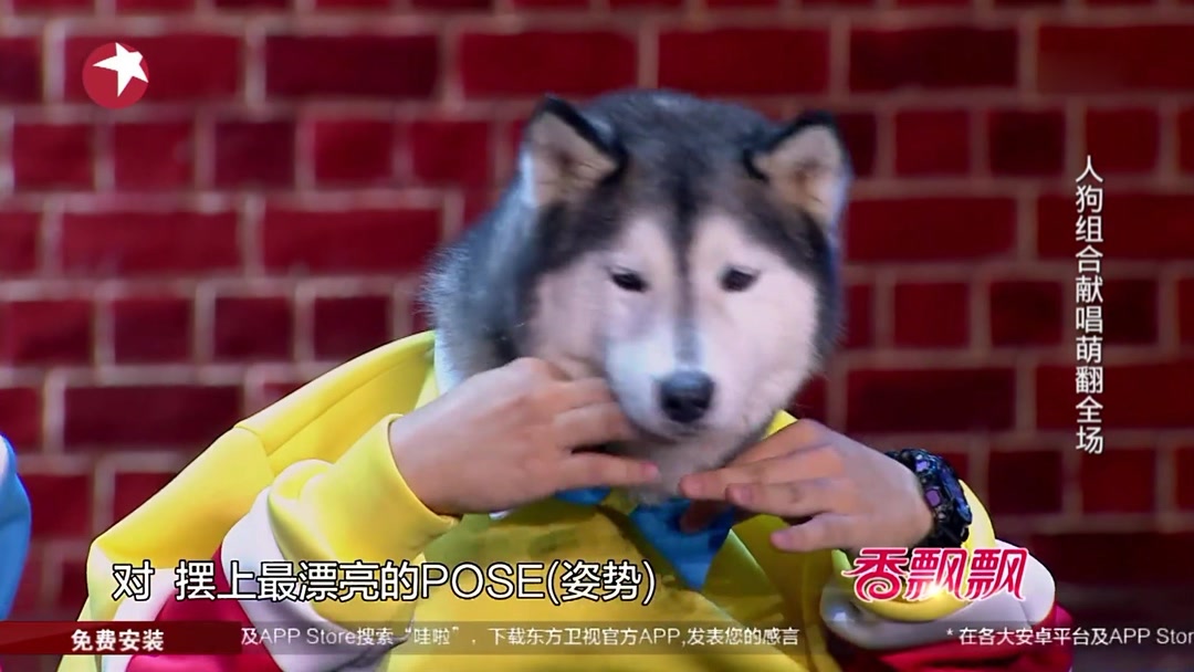 三只狗狗舞台上表演跳舞串烧,爆笑萌翻全场