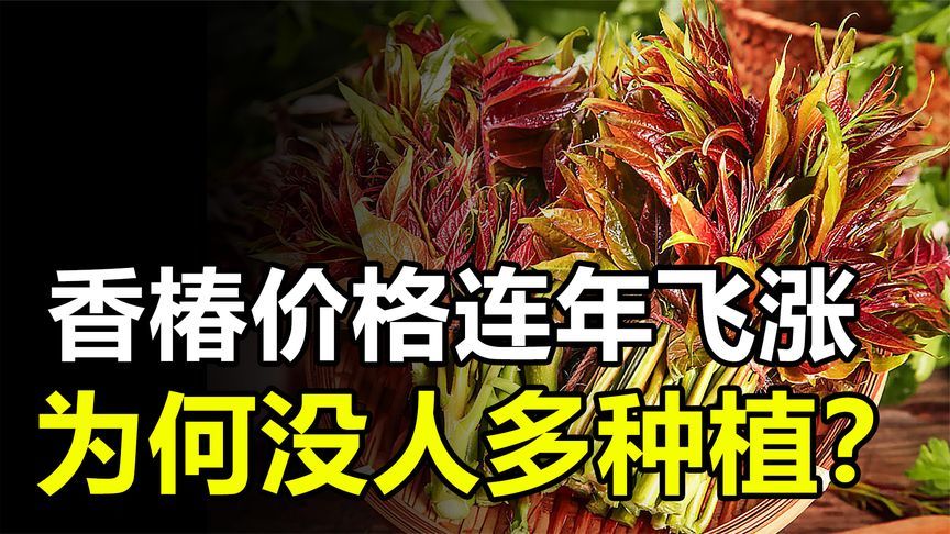 香椿价格连年飞涨,甚至到200每斤为何农民不大规模种植?