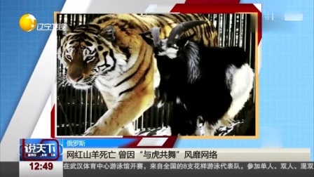 网红山羊死亡,竟被风光大葬,曾因“与虎共舞”风靡网络