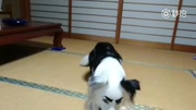 狗狗跳舞 我的舞蹈最炫酷!