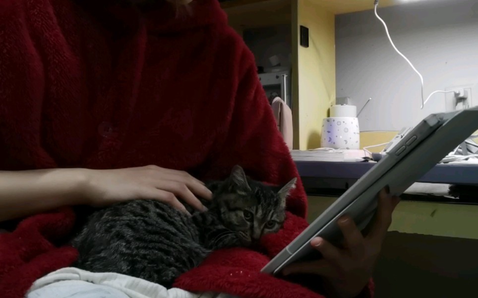 对猫猫进行一个C语言的灌输