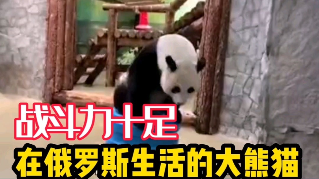 在俄罗斯生活的大熊猫战斗力十足