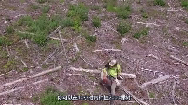 如果我们种下一万亿棵树,地球将会怎样?