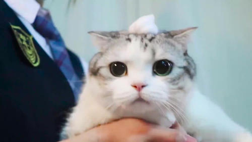 猫咪洗澡后,变懒羊羊发型,铲屎官要忍住不能笑