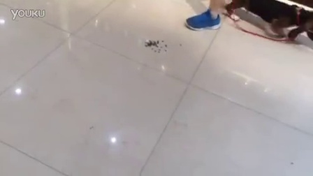 巴吉度犬皮皮牵引不捡食