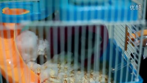 仓鼠君观察日记2013-01-26