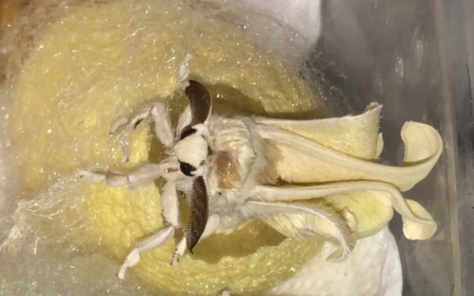 超神奇!蚕蛾破茧羽化的全过程 或许这就是生命的魅力吧!