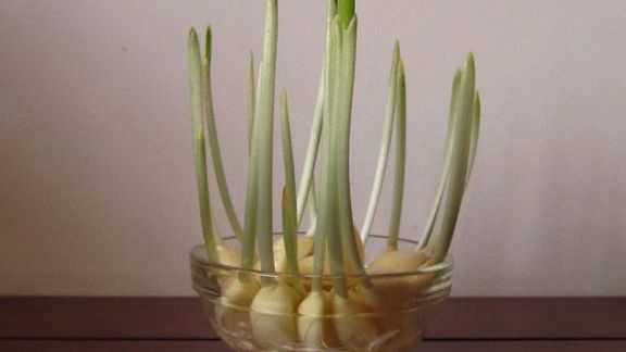 用一碗水就能种出蒜苗,不但自给自足,全家吃都有余!