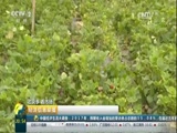 [经济信息联播]收获季 看市场 90后回乡种地收益好 不盲目跟风是王道