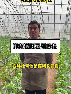 辣椒控旺正确做法#现代农业 #农业种植 #种植技术 #辣椒种植#大棚种植