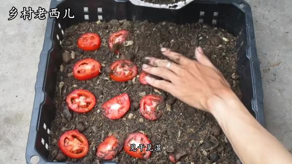 盆栽西红柿种植诀窍,放家里结一茬吃一茬,好看又好吃