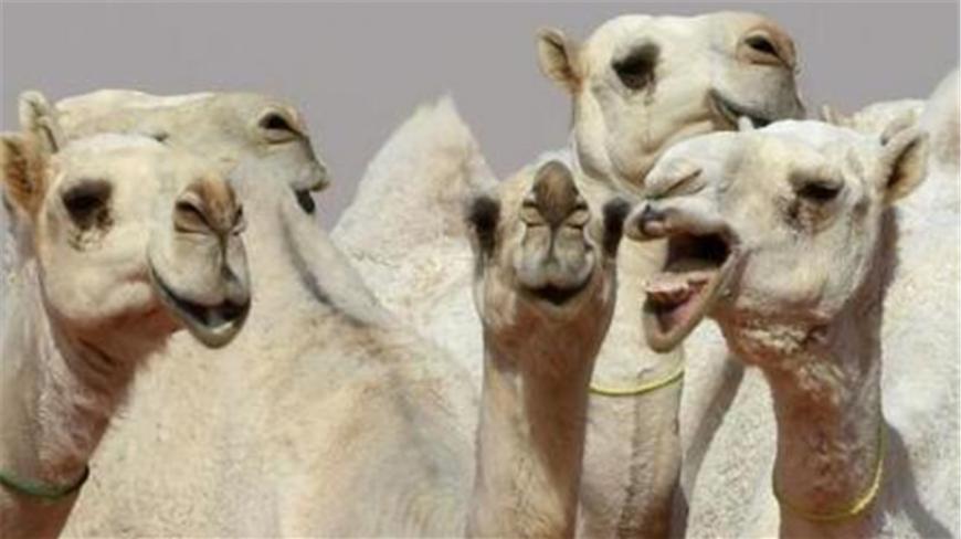 骆驼选美大赛奖金3.7亿,男子为夺冠军,疯狂给骆驼整容