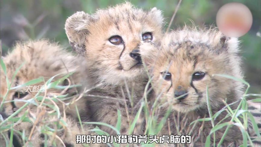 #野生动物零距离 #动物世界 猎豹妈妈教导小猎豹捕猎技巧