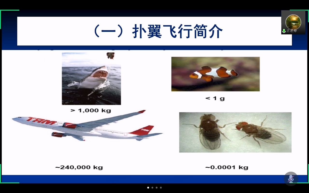 【扑翼飞行器介绍】