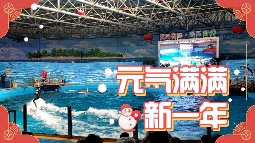 每次海洋馆必看海豚表演