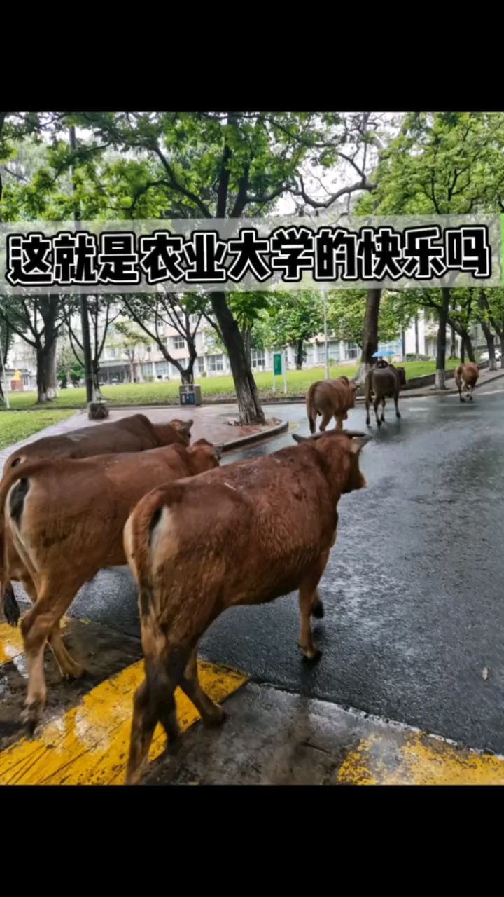 农业大学的快乐,大概就是下雨天可以看到成群结队的牛学长
