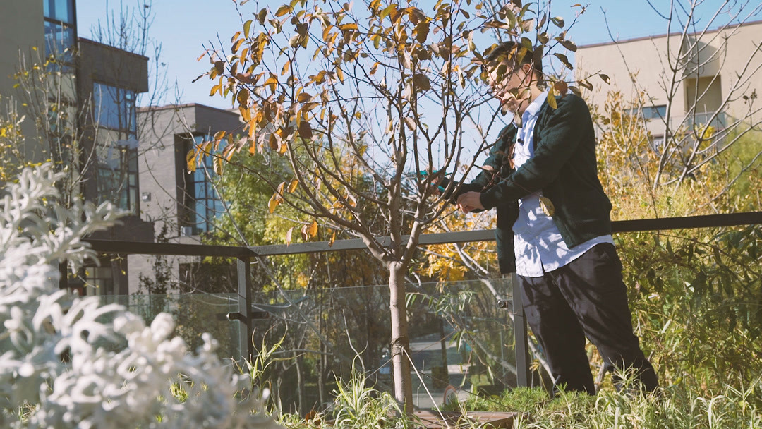 教你正确的树木过冬保护措施