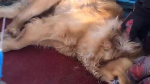 狗吃了耗子药如何解毒,建议可以准备肥皂水给狗喝,起到洗胃的作用!