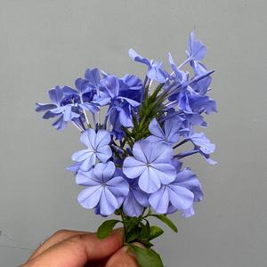 阿秋爱养花 