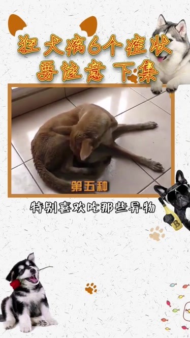 狂犬病的6种症状 #宠物