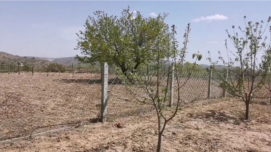 故乡三部曲之二:果园里桃花苹果花盛开,今年会有丰收的果实吗?