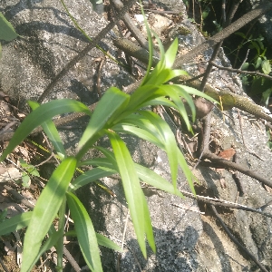 七个字刀塔传奇 